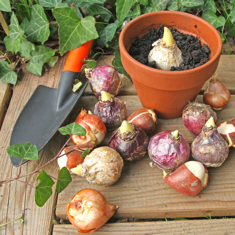 Bulbes d'hiver en intérieur - Olivier, Coach Jardinier
